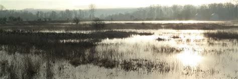 Sediment Monitoring Methods Tidal Marsh Monitoring