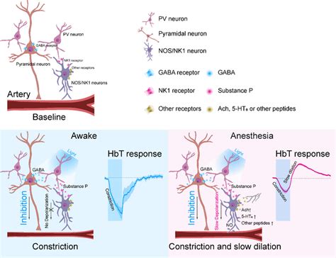 Figure 1 Image Eurekalert Science News Releases