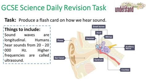 GCSE Science Daily Revision Task 100 The Ear Gcse Science Science