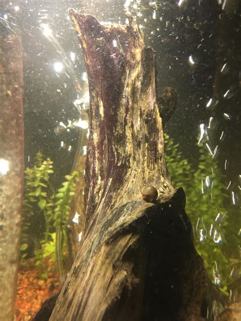 How Do I Get Rid Of This Black Algae R Aquariums