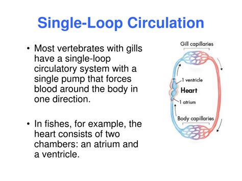 Ppt Circulatory And Respiratory Systems Powerpoint Presentation Free