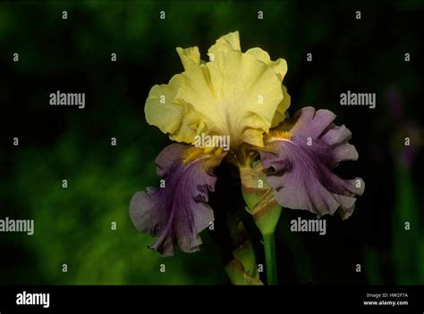 iris edith wolford, iris germanica Stock Photo - Alamy