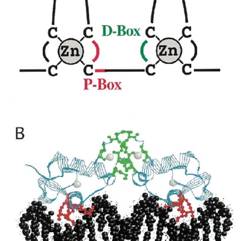 Illustration Of A Steroid Hormone Receptors Shr Homodimer Bound To