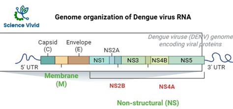 Dengue Virus Introduction Morphology Genome Replication Cycle And