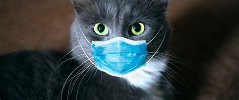 Workaround How To Two Way Data Binding Of Radio Button Input With Blazor Spa V05x Dev