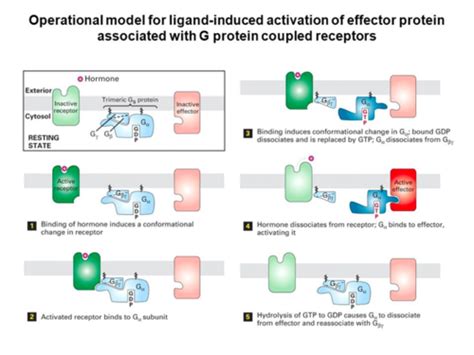 Signal Transduction Flashcards Quizlet