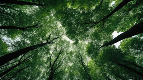 Nature Patterns Green Stock Image Image Of Biodiversity 368378481