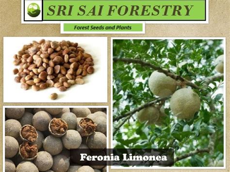 Organic Feronia Limonia Seeds Packaging Type Plastic Packets Pp