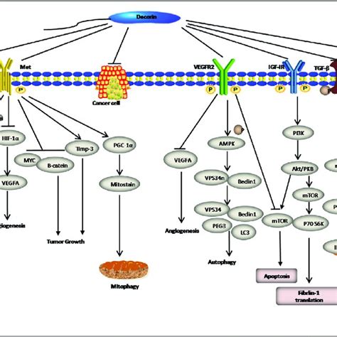 Integrin ␣ 2 ␤ 1 Binding To Biotinylated Decorin Immobilized On