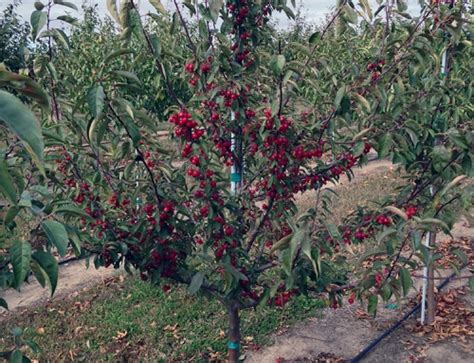 Royal Raindrop Crab Multi Stem Malus X Kaspar Nursery