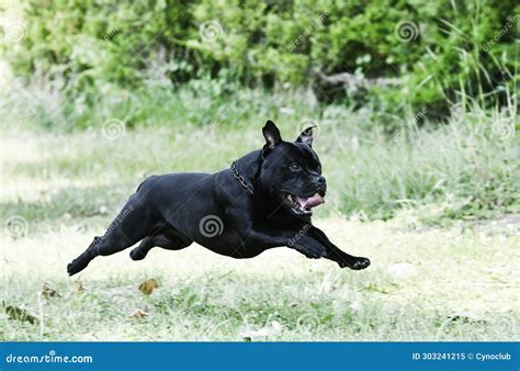 Staffordshire Bull Terrier Training Stock Image Image Of Little