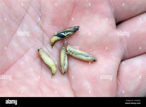 Pupa Of The Box Tree Moth Cydalima Perspectalis In Nature It Is An