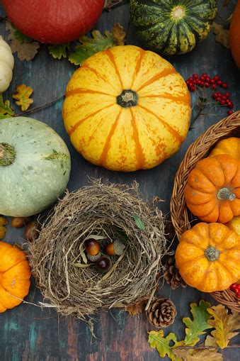 갓 수확한 잘 익은 흰색 노란색 오렌지 색 의 고리버들 바구니의 이미지는 큰 호박 야생 조류둥지 소나무 콘 참나무 잎 나뭇 가지 도토리와 붉은 열매 어두운 배경 높은