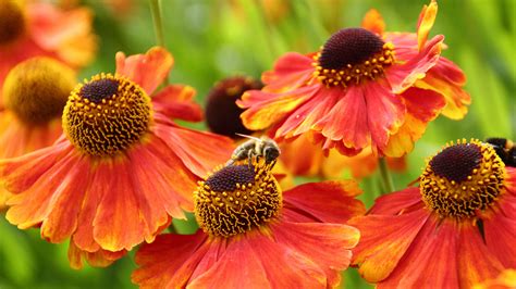 Bing Hd Wallpaper Summ Summ Summ Bing Wallpaper Gallery