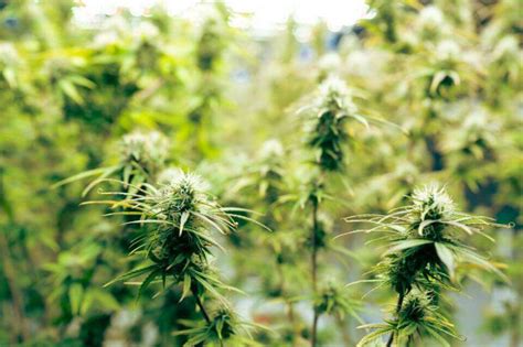 Utforsk Potensialet Til Cannabimovone Cbm