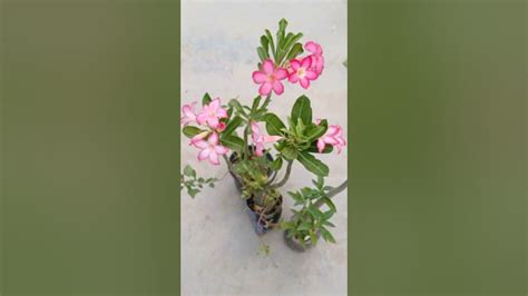 Adenium Plant Nature ছাদ কৃষি Garden Gardening ছাদবাগান Flowers Youtube