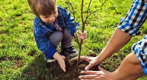 What Compost For A Fir Tree At Elizabeth Hewitt Blog