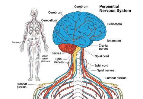 Diagram Of The Human Nervous System Stock Illustration Illustration