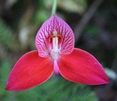 Images About Orchids The Sexiest Of All Flowers On Pinterest Orchids Black Orchid And
