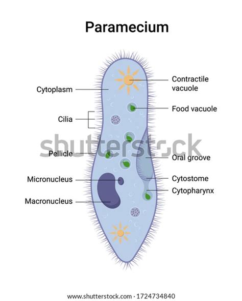 Vector Structure Paramecium Caudatum Educational Illustration Stock