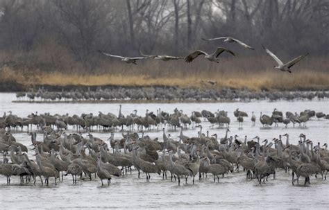 Sandhill Crane Tours Nebraska Platte River Migration Tour March 2024