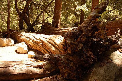 Green Tall Sequoia Tree Logs Height Large Forest Photo Background And Picture For Free Download