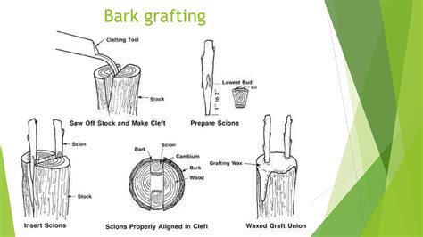 Clonal Propagation Of Grafting Pptx