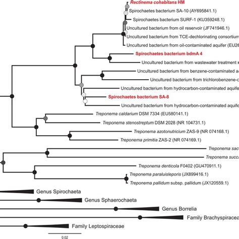 Condensed Maximum Likelihood Tree Of Partial 16s Rrna Gene Sequences Of