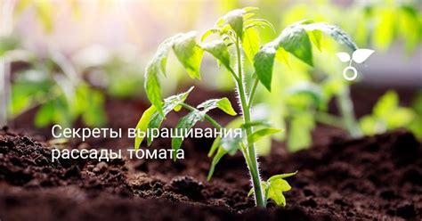 Секреты выращивания рассады томата — Ботаничка Выращивание томатов Овощной огород Огород