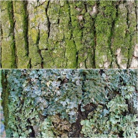 Whats That Green Stuff Growing On My Trees A Guide To Lichen Moss