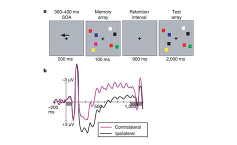 Stimuli And Results From Experiment Onea Example Of A Visual Memory