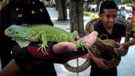 Introduction Of Reptile Antara Foto