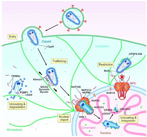 Schematic Of Hiv 1 Capsid Host Interactions The Capsid Housing The