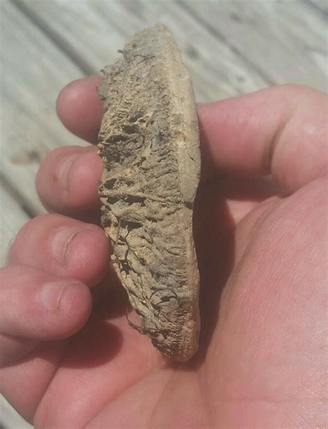 A Nice Supper Rare Partial Megalodon Vertebrae Fossil 2013331964