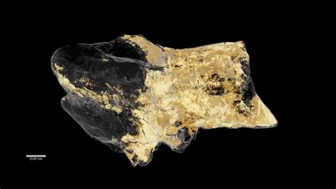 First Dinosaur Brain Tissue Discovered In 130 Million Year Old Fossil