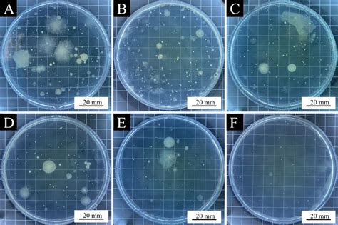 Staphylococcus Aureus Colonies Recovered After Antibacterial Test Of Download Scientific
