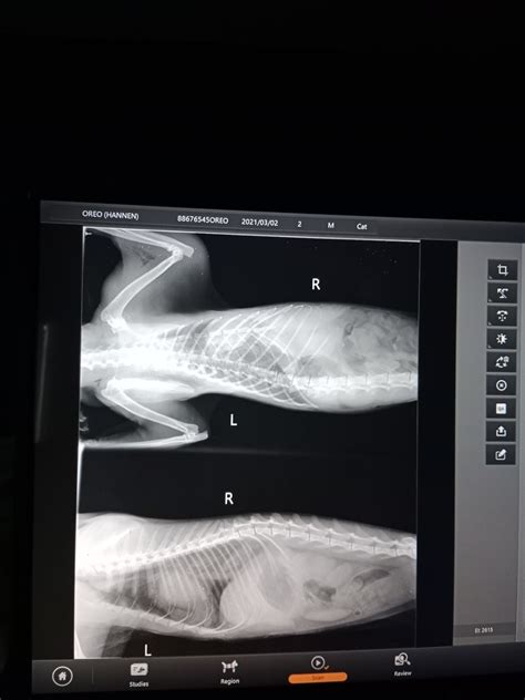 Oreo 5 Years Old Male Cat Vaccinated Fip Positive Presented To Us