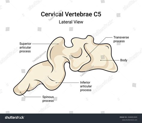 Anatomy Cervical Vertebrae C5 Lateral View Stock Vector Royalty Free 2506953005 Shutterstock