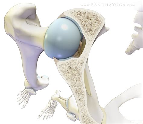 Acetabular Labrum Anatomy Labral Tear Hip