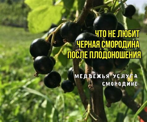 Вот что не любит черная смородина после сбора ягод: 3 дела мешают расти ...