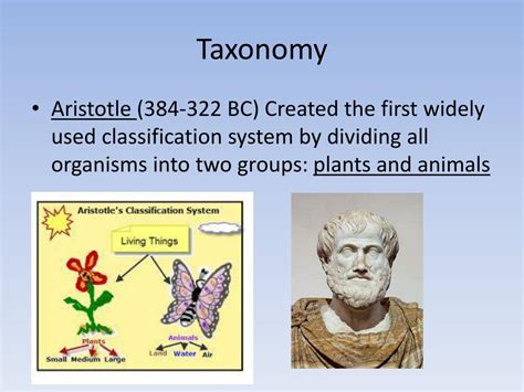 Ppt Systematics Taxonomy Classification Powerpoint Presentation Free Download Id 3066988