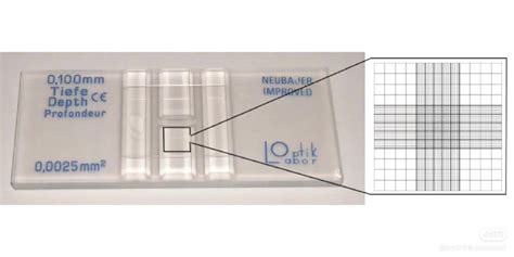 血球计数板计数法