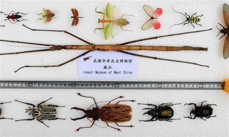 Maior Inseto Do Mundo Tem Cm E Foi Descoberto Na China Jornal O Globo