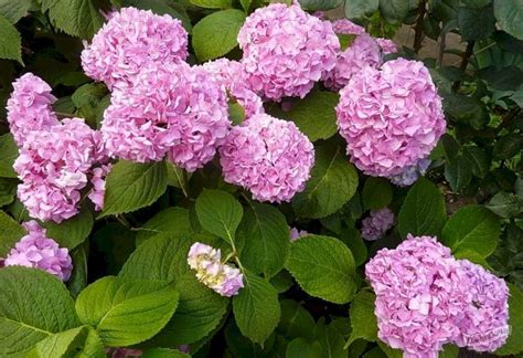 Калина Бульденеж (Бульдонеж) (Viburnum Boulle-de-neig) - описание сорта ...