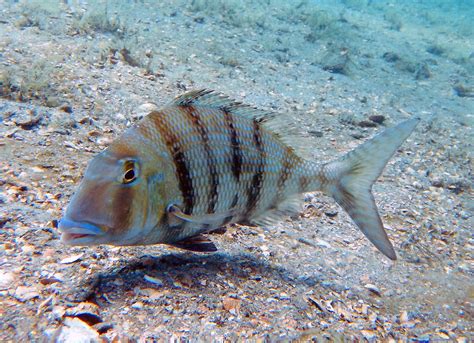 Palm Beach Shallows Wonders In The Deep