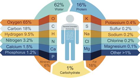Chemical Makeup Of Human Bone Saubhaya Makeup