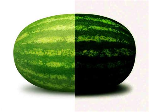 Filewatermelon Voyeurwebs Wiki About Sex