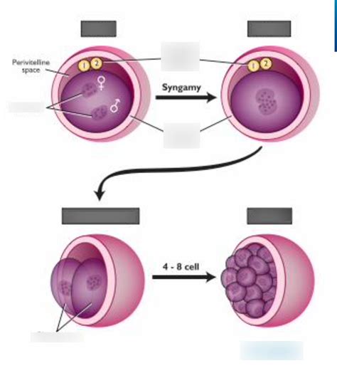 Diagram Of Fertilisation And Embryo Development Cell Division Quizlet
