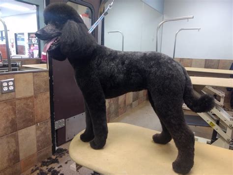 This Is Lilly The English Setter I Did A Modified English Setter