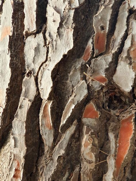 Premium Photo Textura De Corteza De árbol Agrietada Con Surcos E